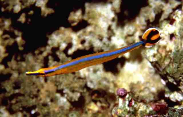 Poseidon's Realm Bluestripe Pipefish