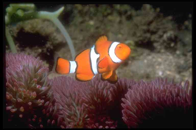 Poseidon's Realm True Percula Clown